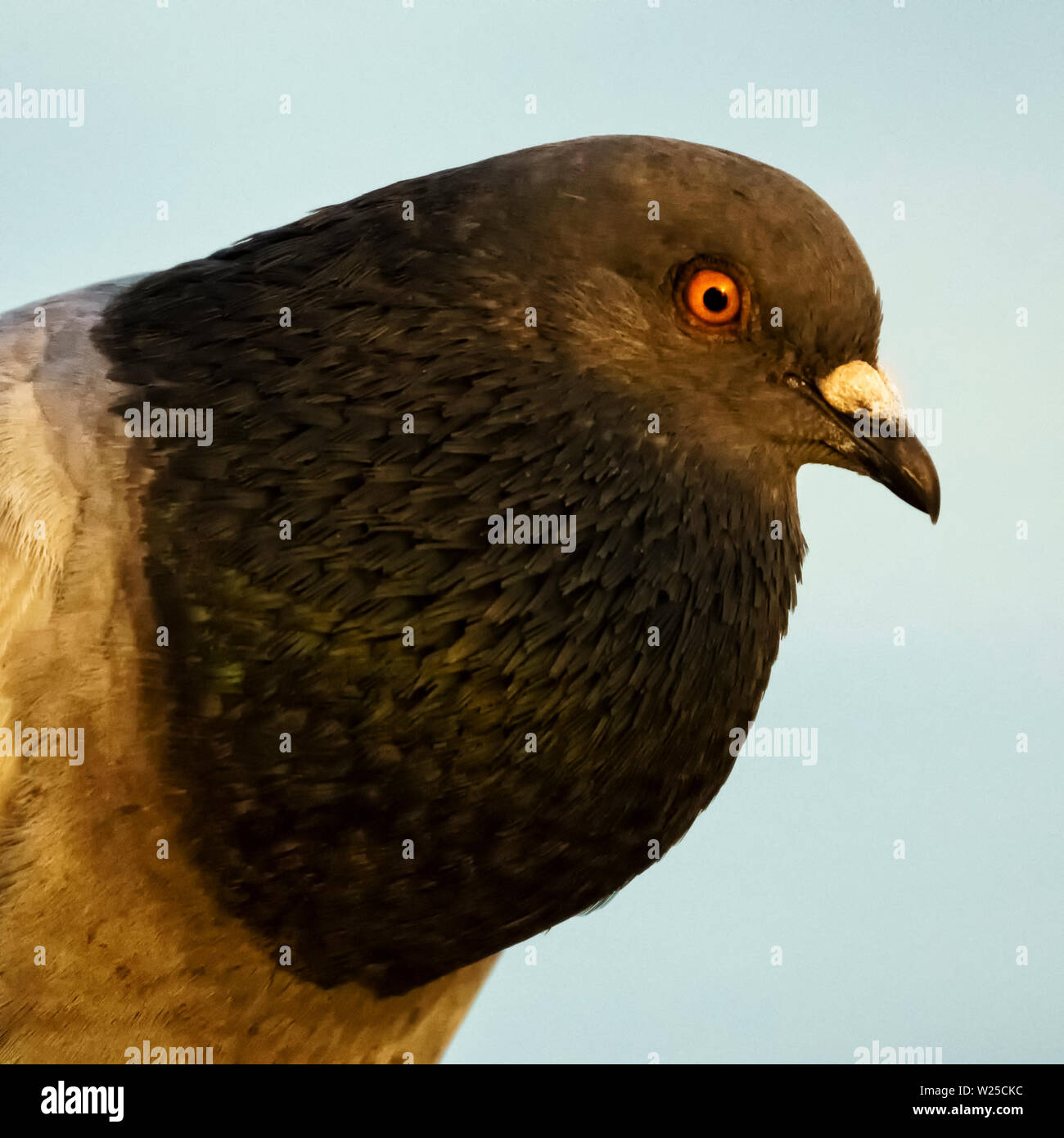 Rock Pigeon Headshot Alameda Apodaca Cadiz Spain Stock Photo - Alamy