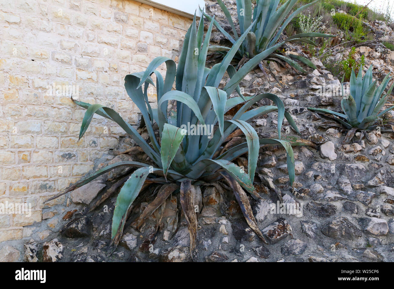 Huge Agave High Resolution Stock Photography and Images - Alamy