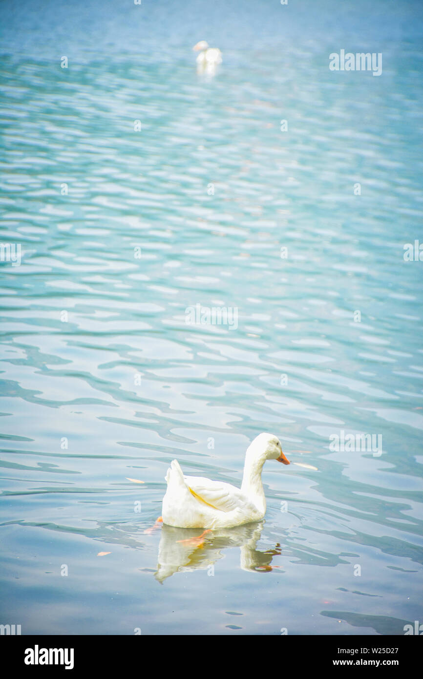 portrait of a duck Stock Photo - Alamy