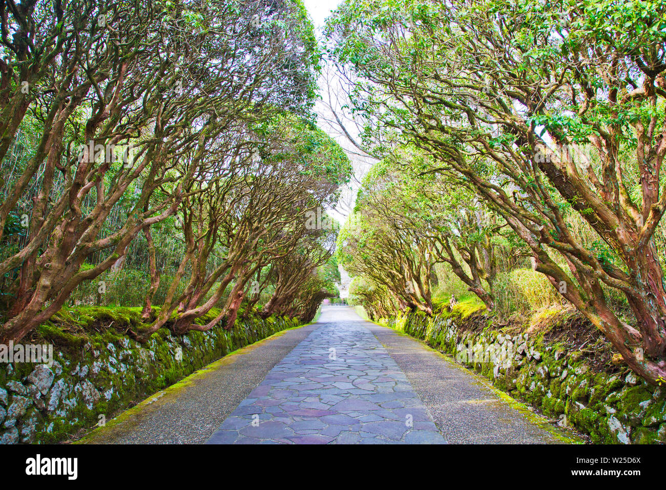 Hakone botanical garden of wetlands kanagawa hi-res stock photography ...