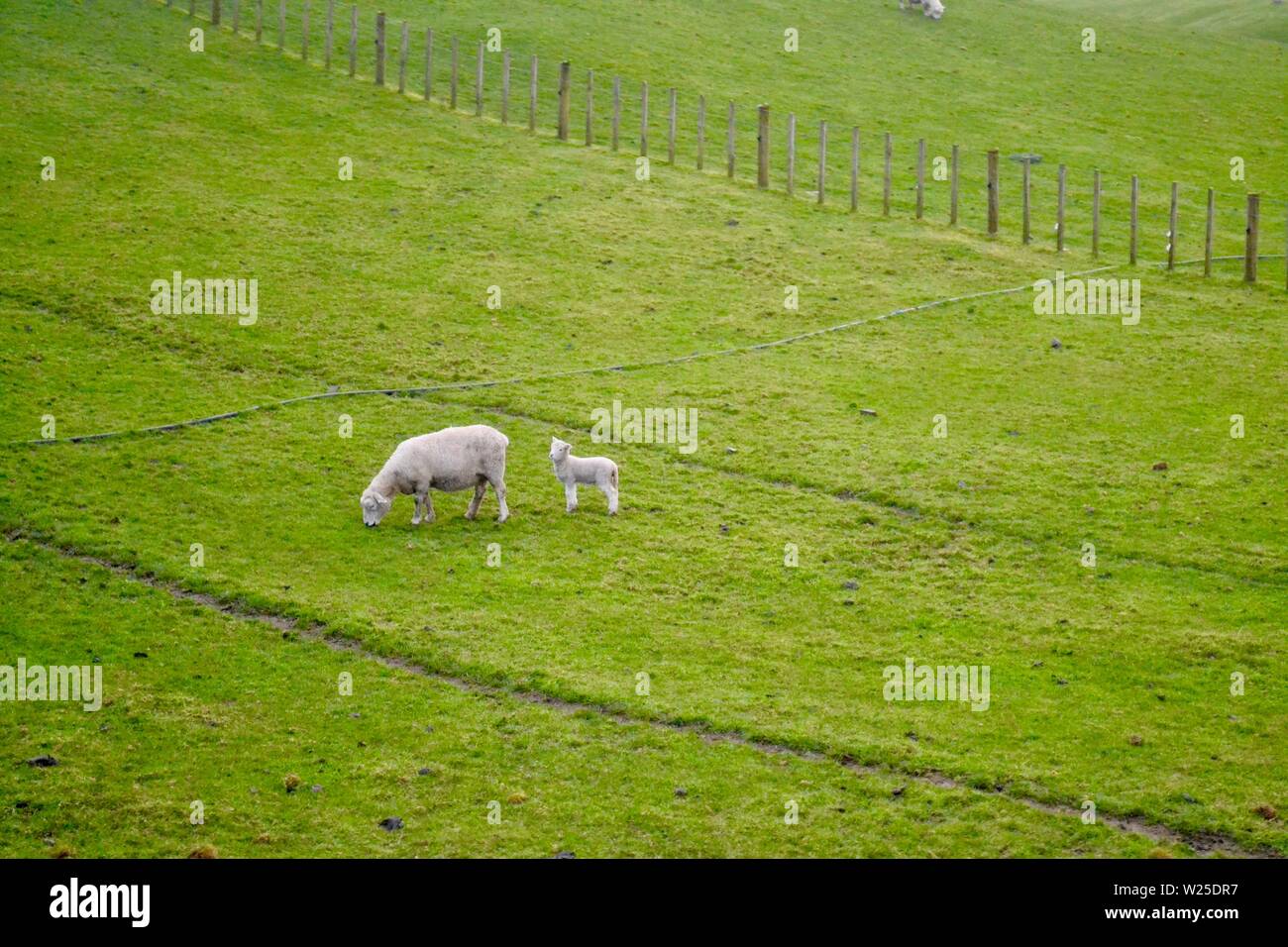 Sheep rings hi-res stock photography and images - Alamy