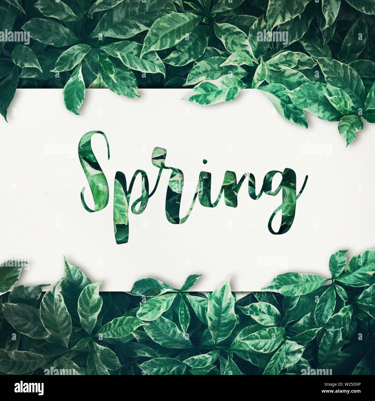 Spring text with green leaves background design with white paper.Flat ...