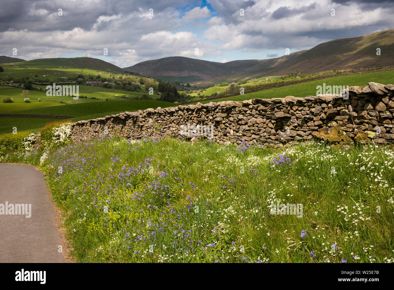 UK, Cumbria, Sedbergh, Howgill Lane, wild flowers growing on verge ...