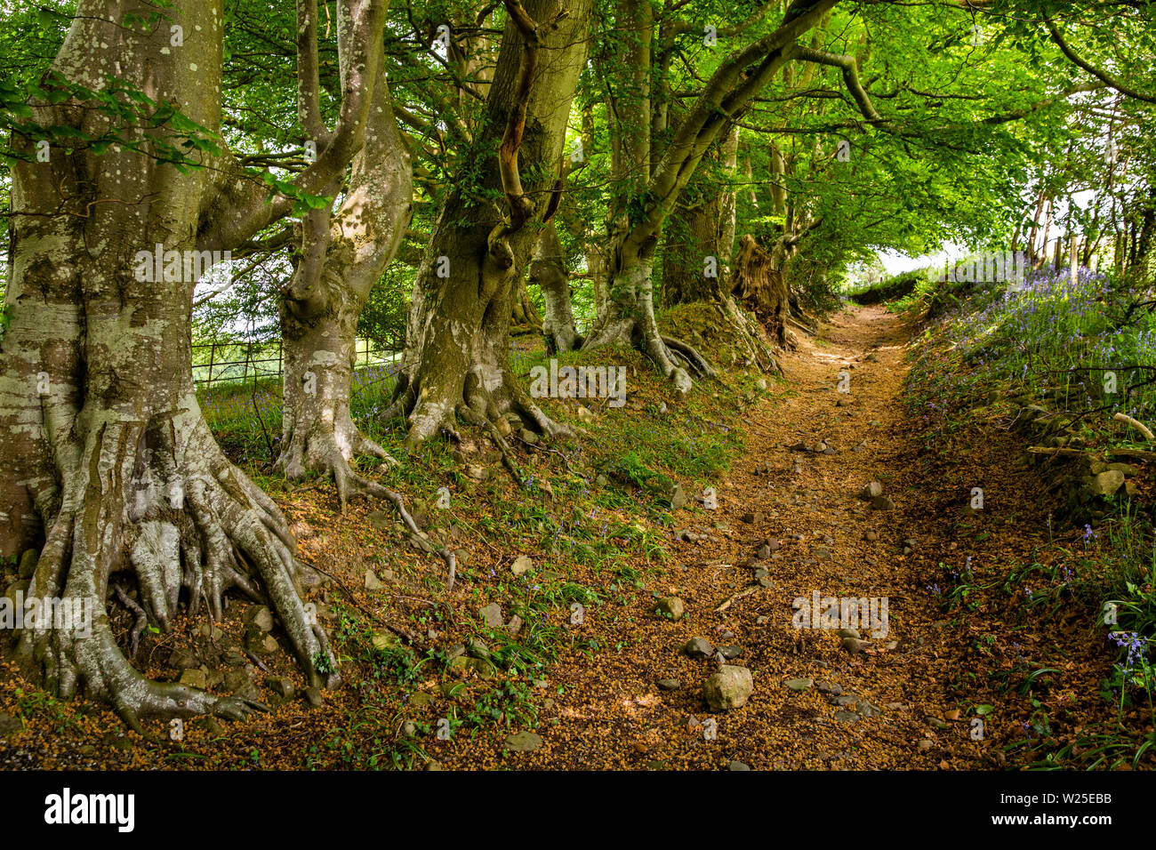Ramble routes hi-res stock photography and images - Alamy