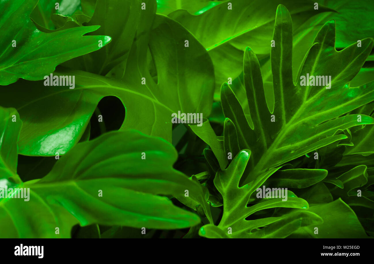 Green background concepts.Tropical palm leaves, jungle leaf close up ...