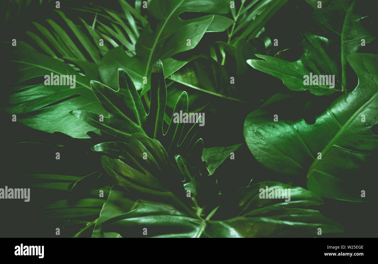 Green background concepts.Tropical palm leaves, jungle leaf close up ...