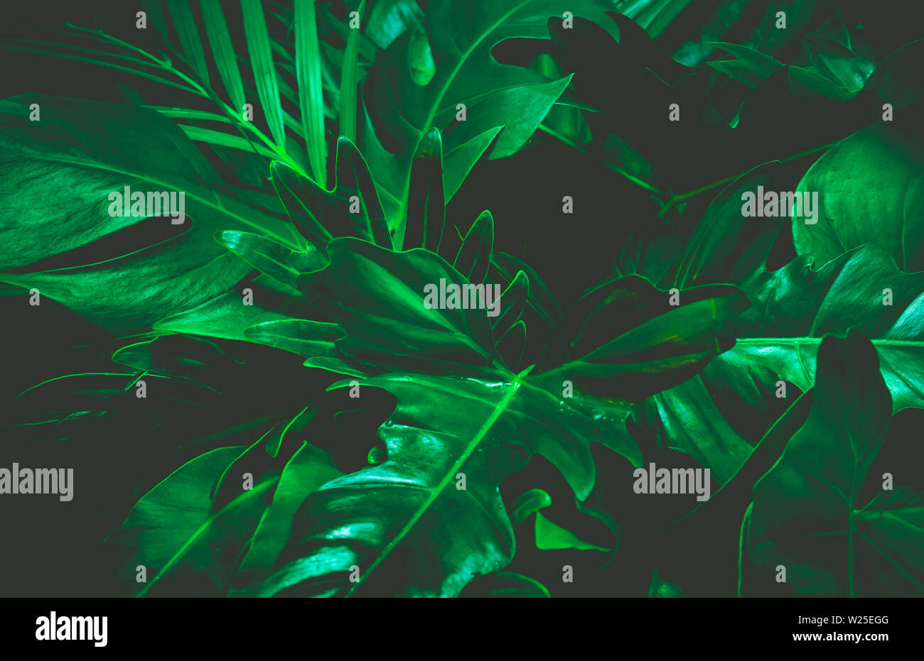 Green background concepts.Tropical palm leaves, jungle leaf close up ...