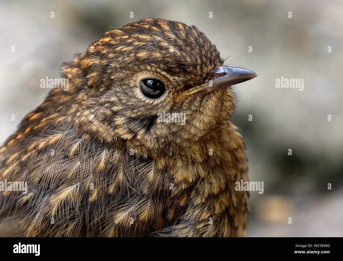Young robin bird hi-res stock photography and images - Alamy