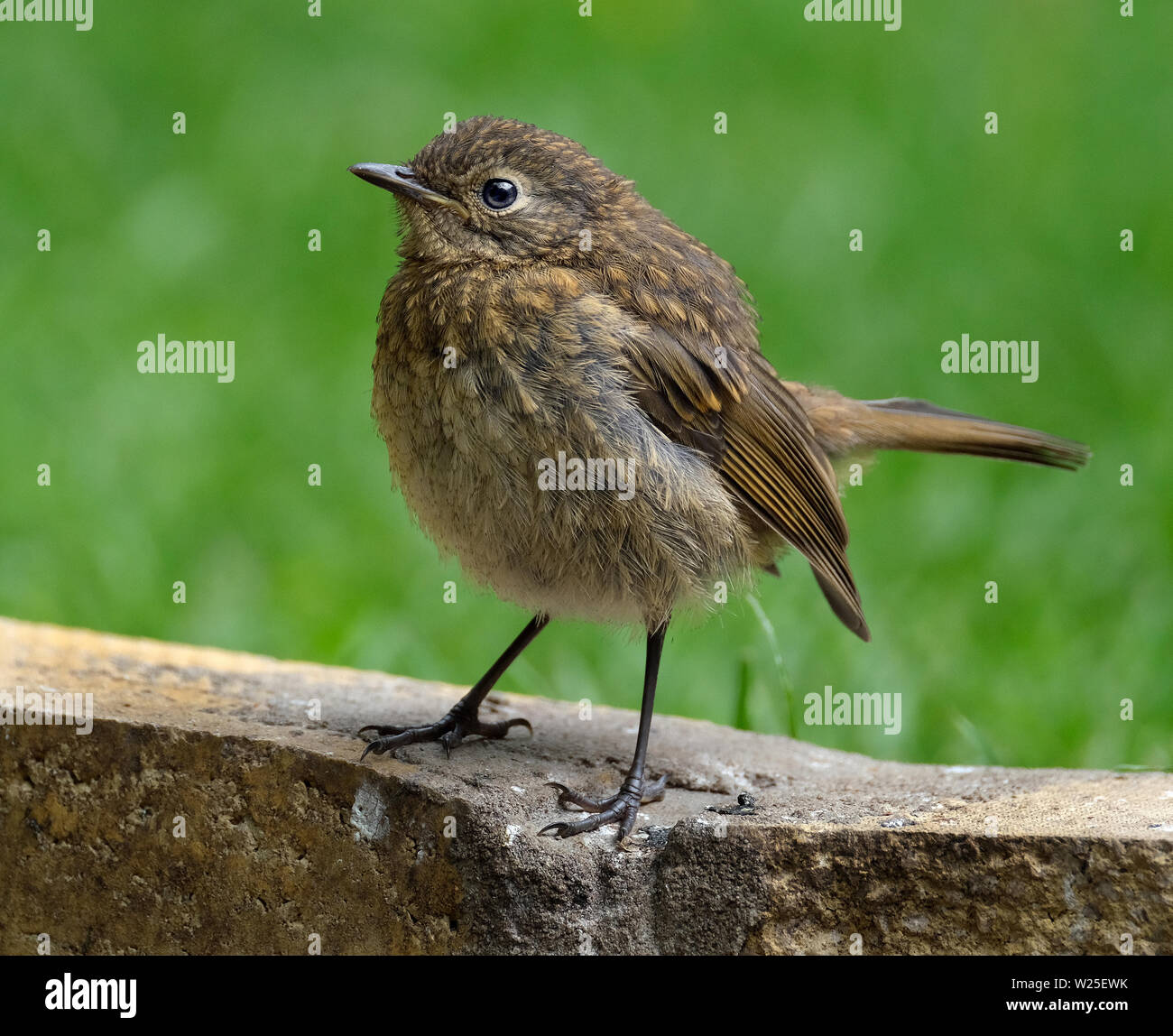 Young robin bird hi-res stock photography and images - Alamy