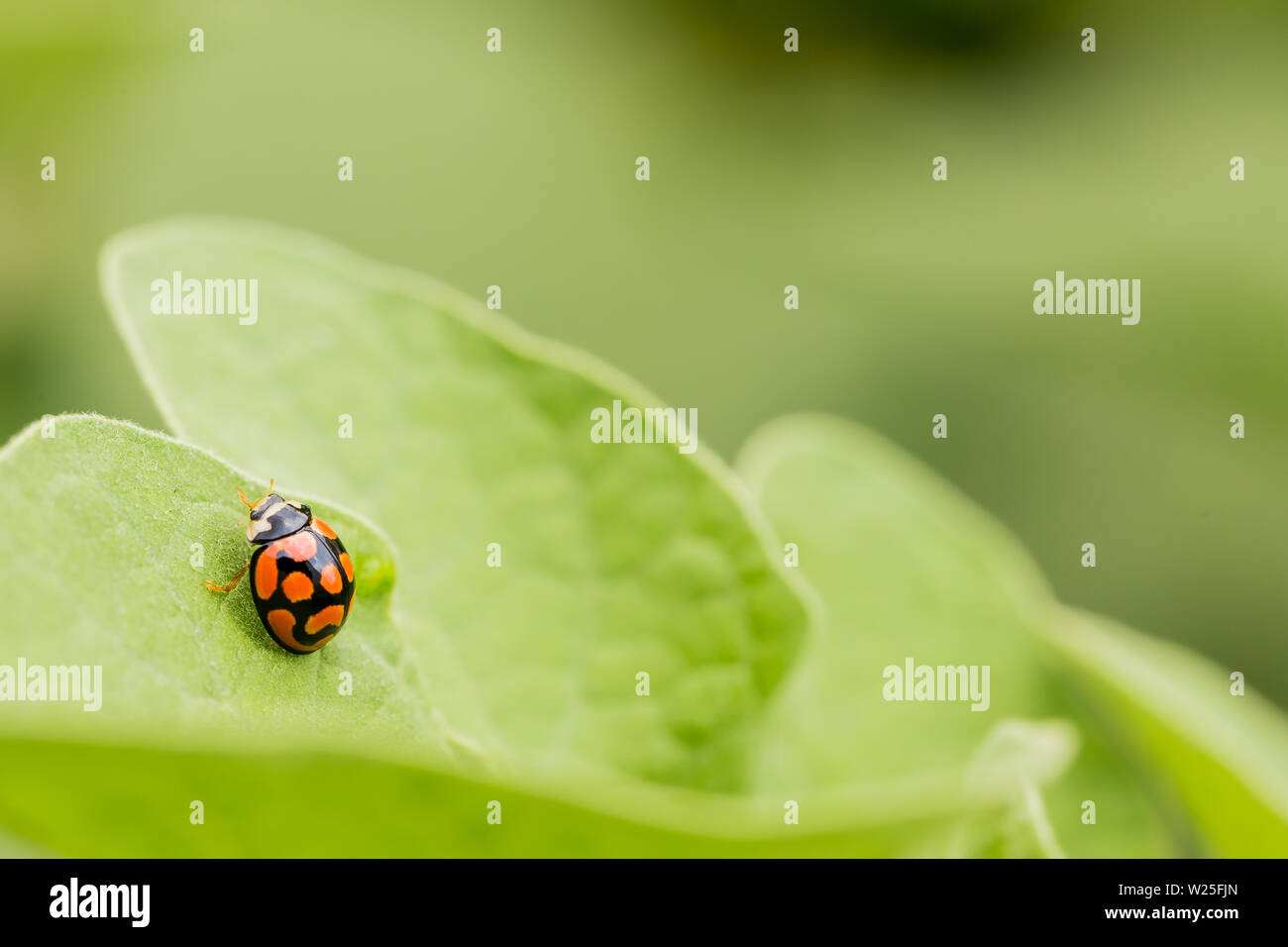 Orange Ladybug close up on a green leaf, Predator insect species for ...