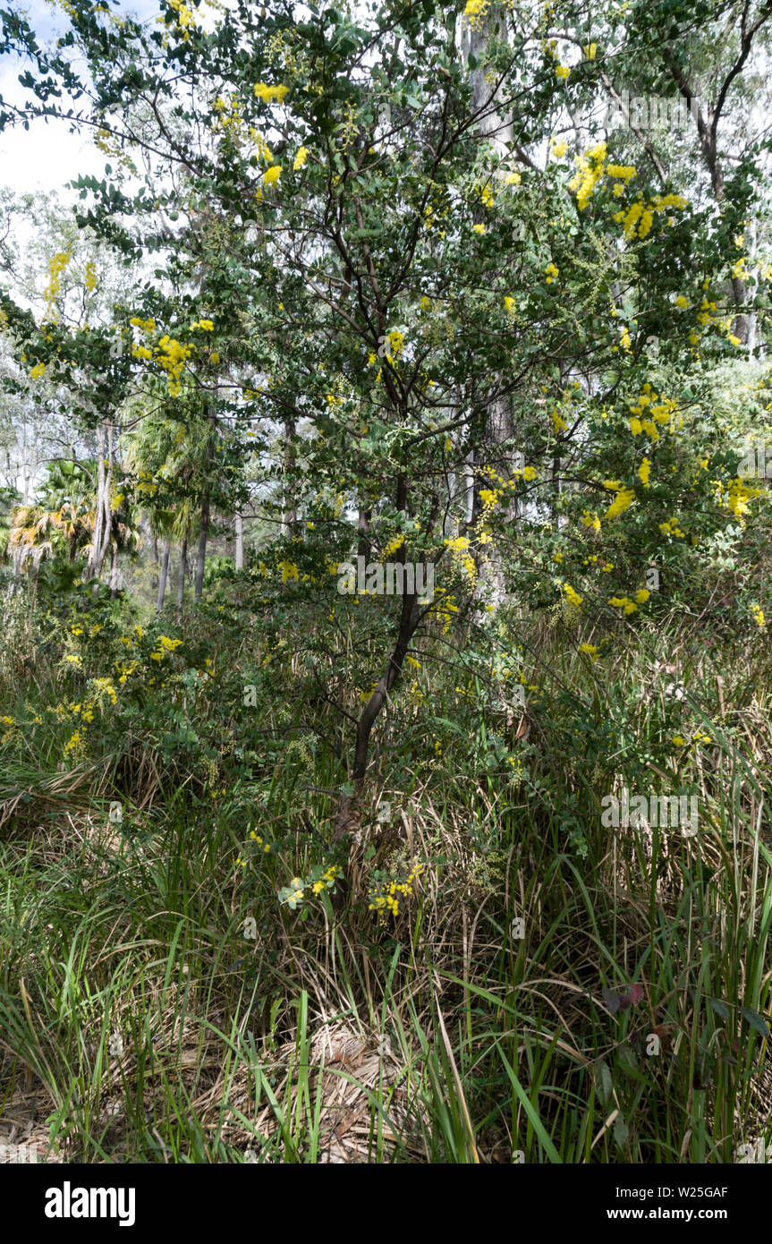 Wattle Tree Stock Photos & Wattle Tree Stock Images - Alamy