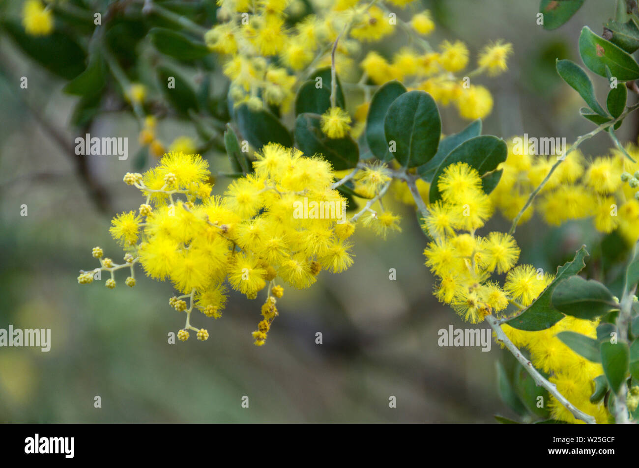 Wattle tree hi-res stock photography and images - Alamy