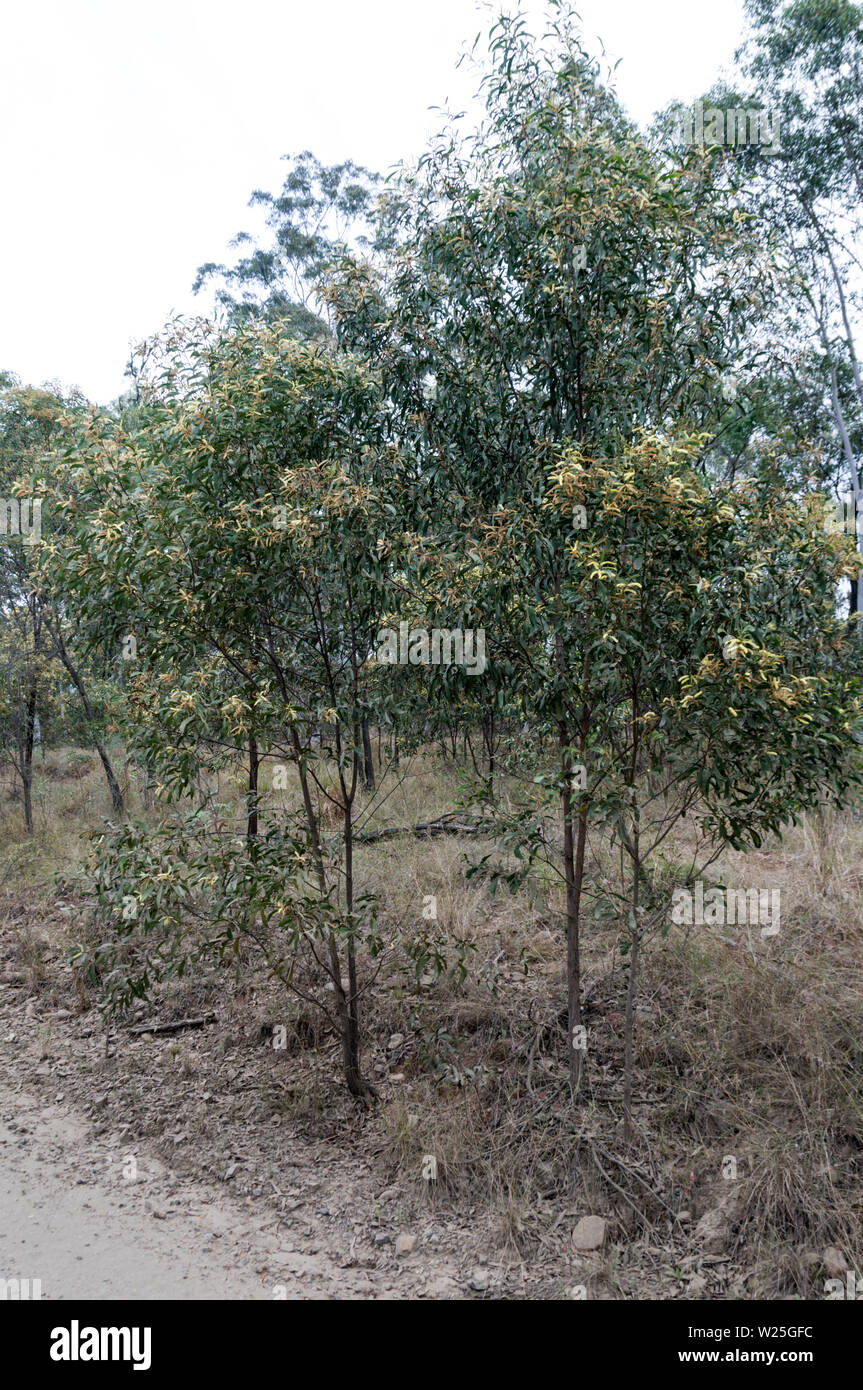 Wattle tree hi-res stock photography and images - Alamy