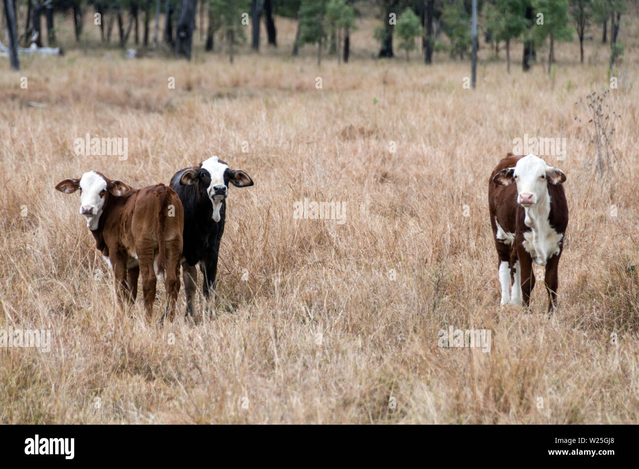A Brahman herd grazing in beef rearing country within the Carnarvon ...