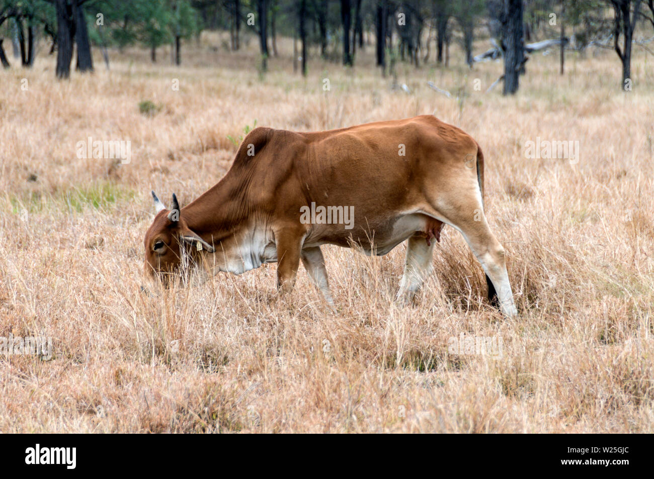 A Brahman cow grazing in beef rearing country within the Carnarvon ...