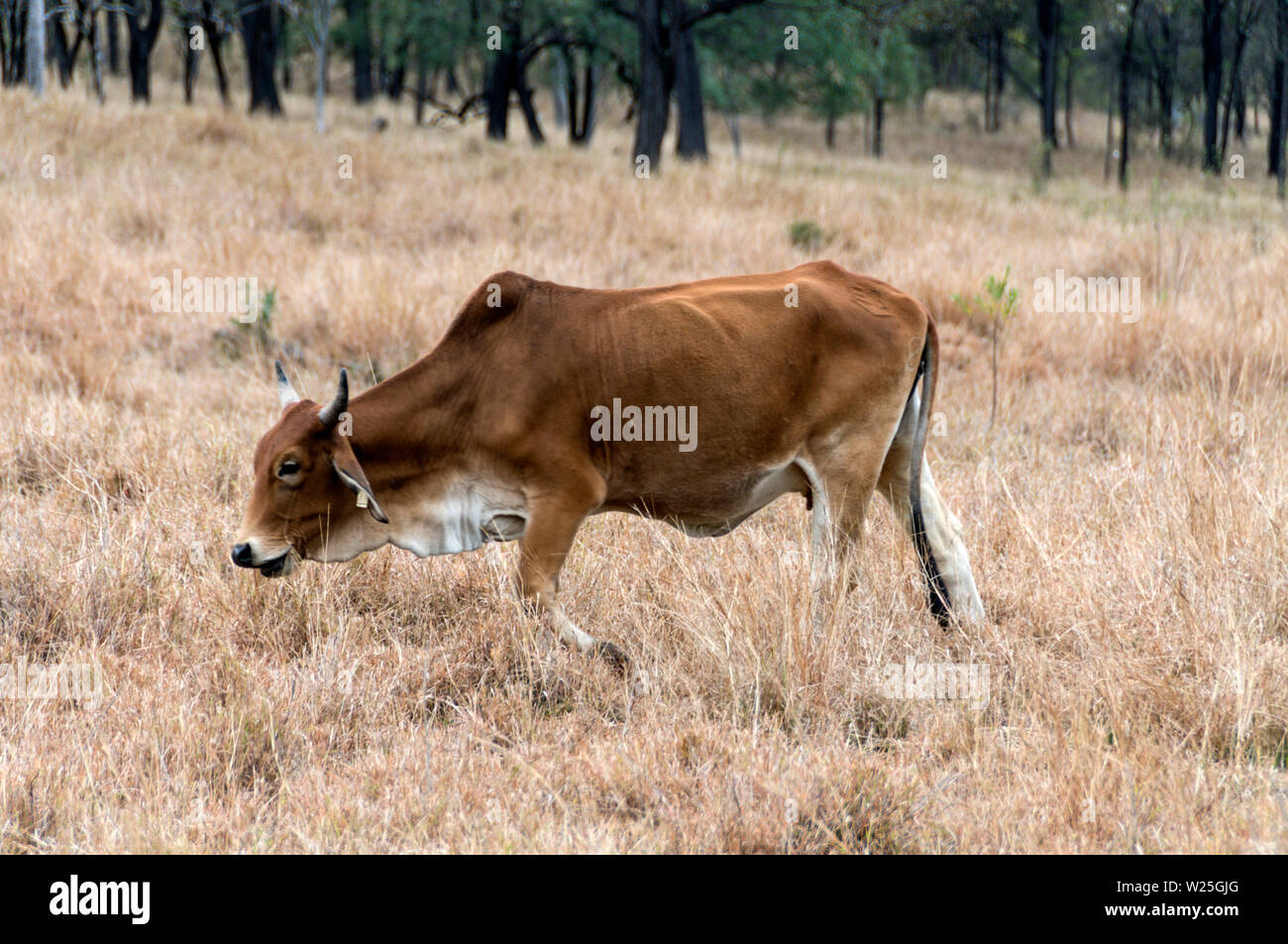 Brahman Cow High Resolution Stock Photography and Images - Alamy
