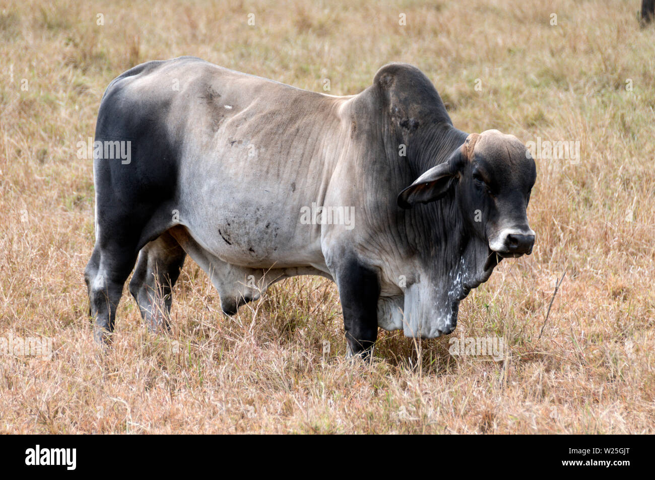 A Brahman bull grazing in beef rearing country within the Carnarvon ...