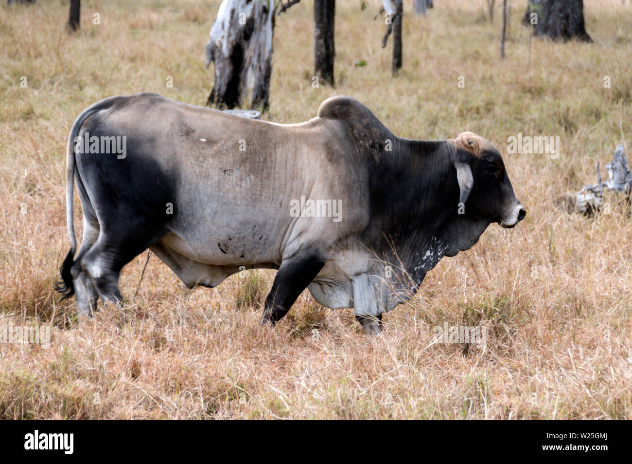 A Brahman bull grazing in beef rearing country within the Carnarvon ...