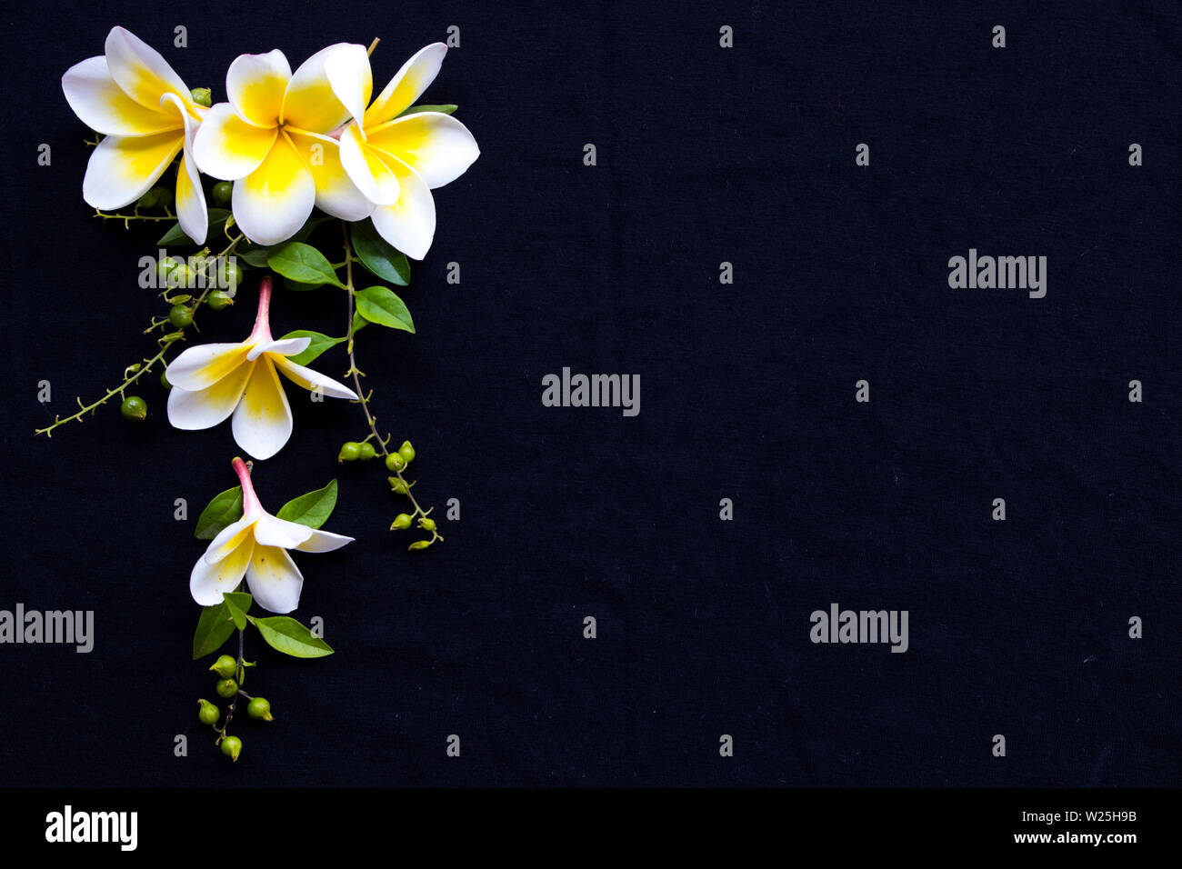 yellow flowers frangipani local flora of asia arrangement flat lay ...