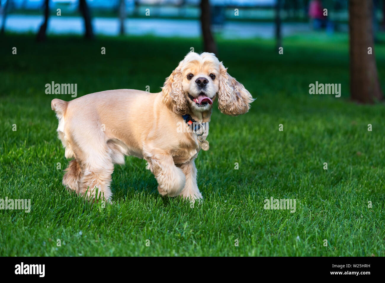 Cocker spaniel pet run in park and show tongue Stock Photo - Alamy