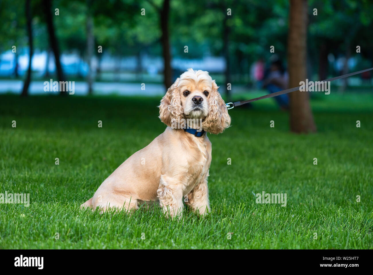 Cocker spaniel pet with collar and leash in park. Green grass in ...