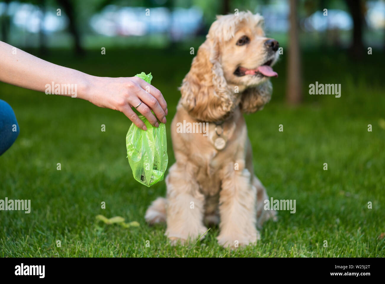 Female hold green plastic bag with pet turds. Picking up dog poop Stock ...