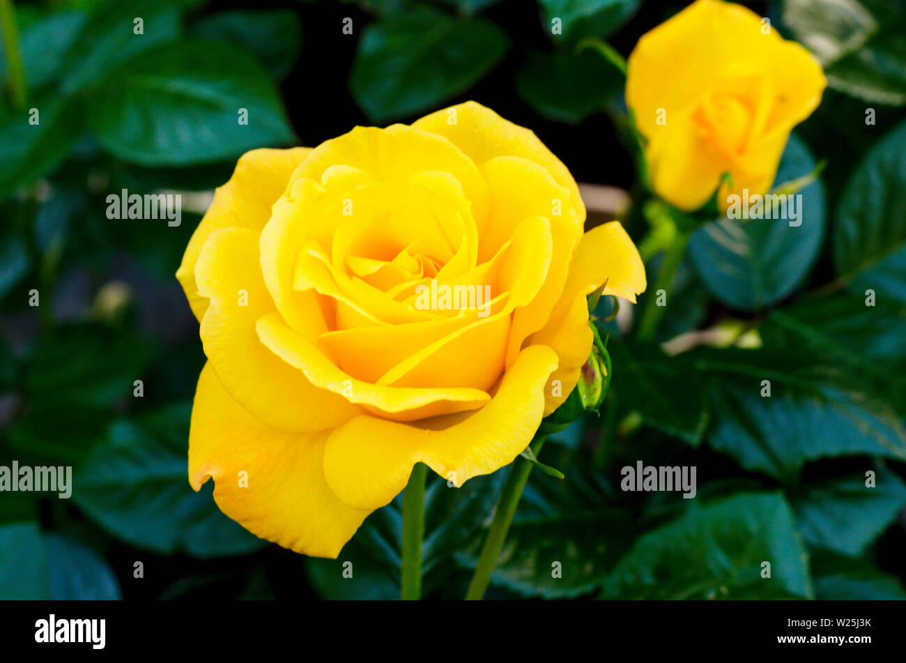 Delightful blooming yellow rose on bush. Photo Stock Photo - Alamy