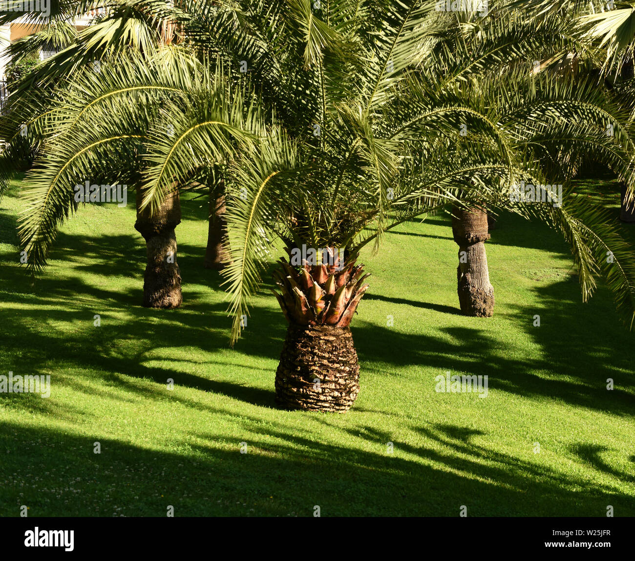 Palm tree on lawn hi-res stock photography and images - Alamy