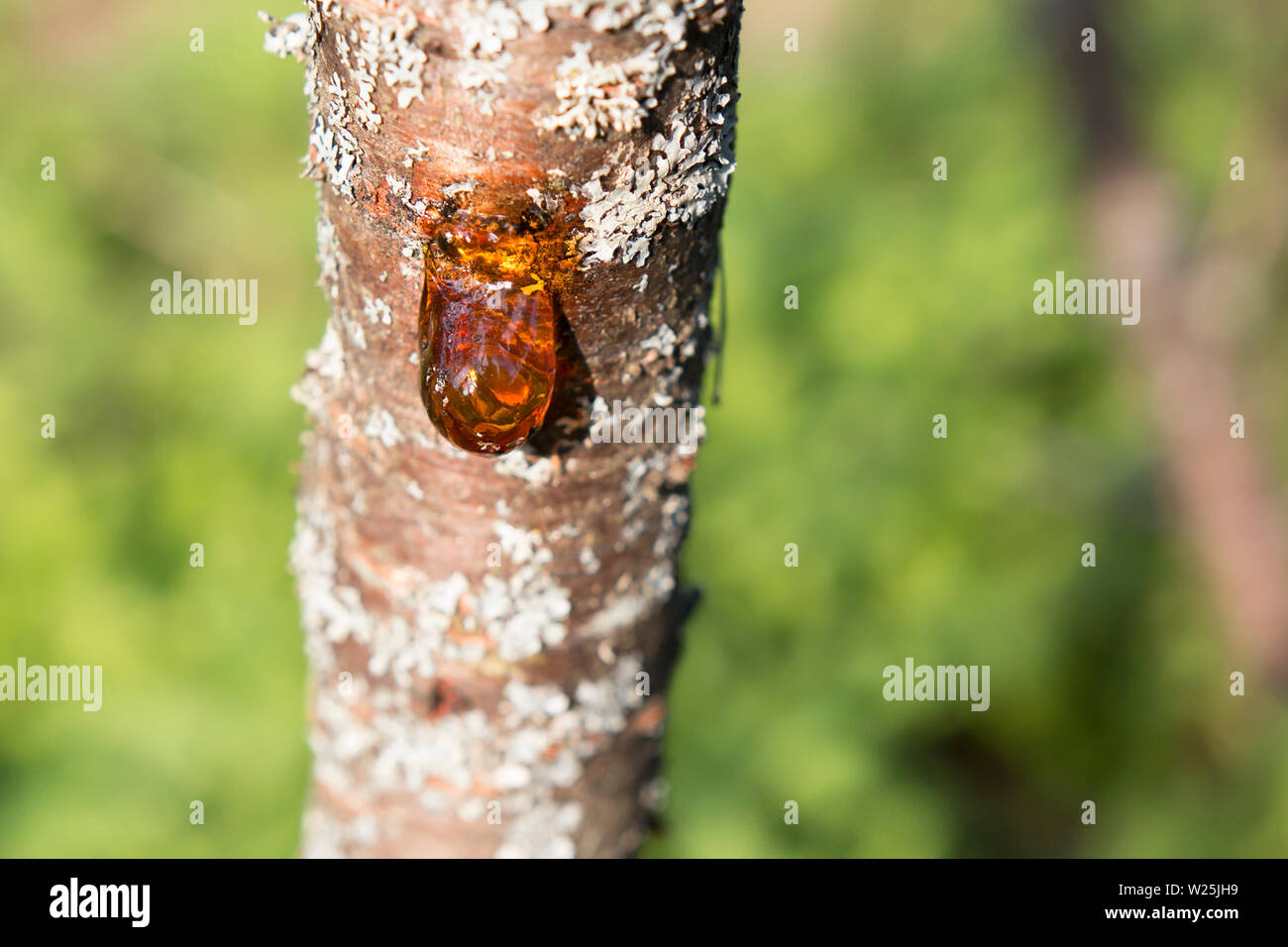 Liquid amber tree hi-res stock photography and images - Alamy