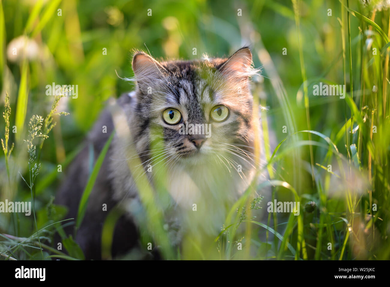 Cat grass background hi-res stock photography and images - Alamy