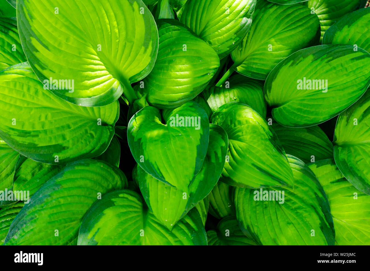 Hosta variegated in garden on background of grass Stock Photo - Alamy