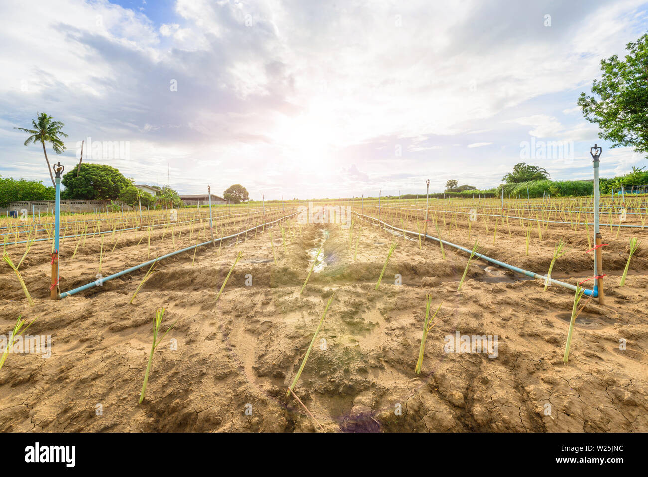 implantation the lemon grass at new vegetable garden field with water ...