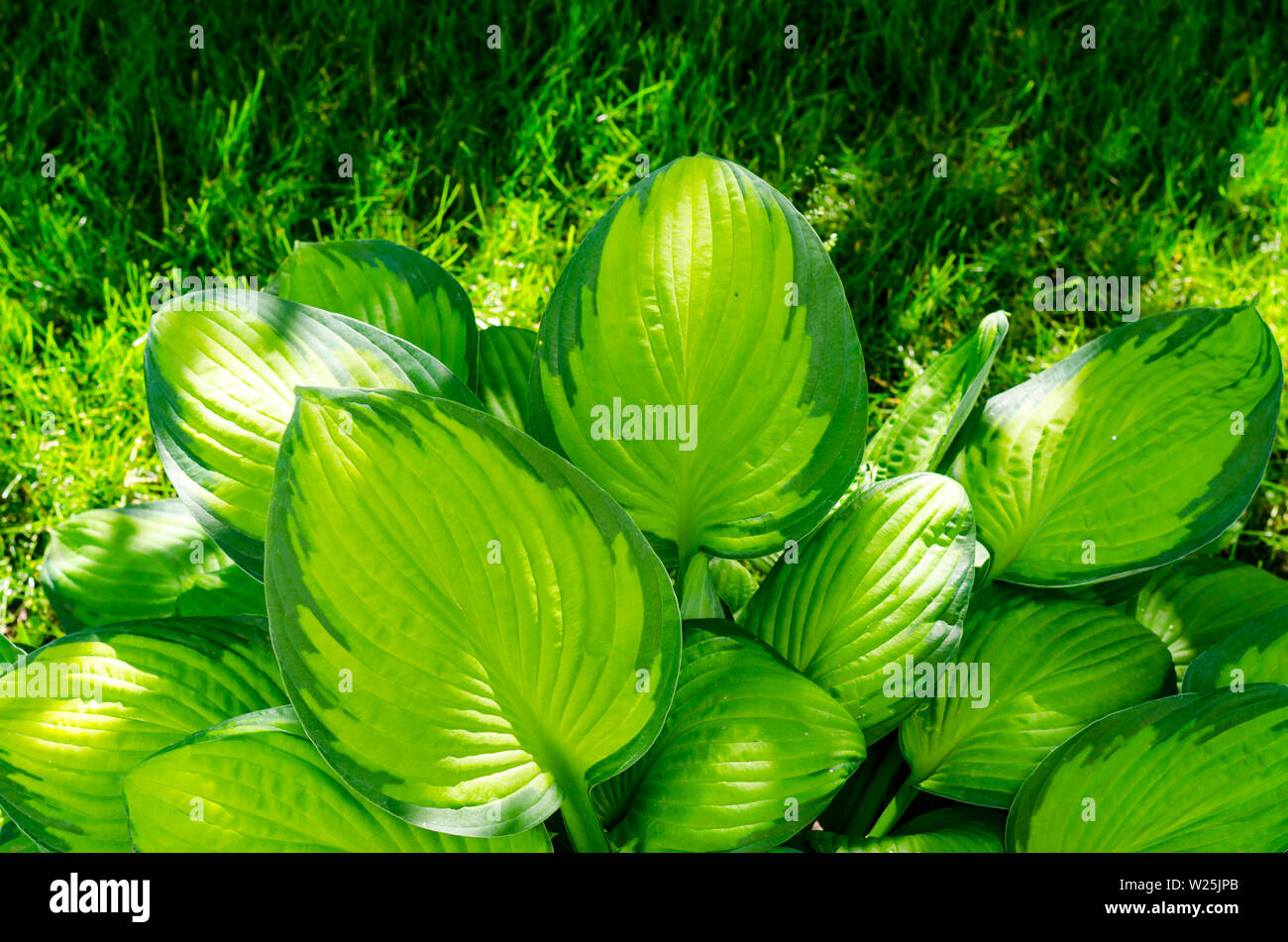 Hosta variegated in garden on background of grass Stock Photo - Alamy