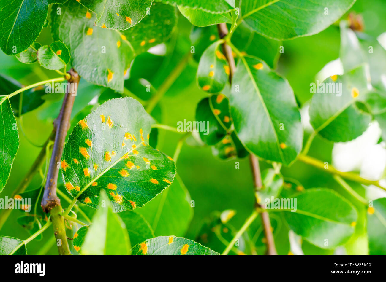 Rust on pear leaves, fruit plant disease Stock Photo - Alamy