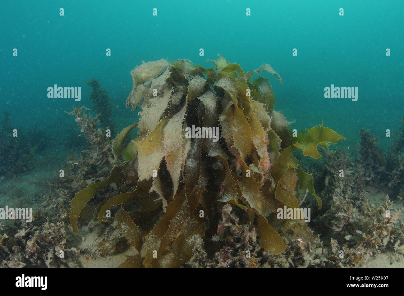 Solitary brown kelp with frond covered with fine sediment on bottom of ...