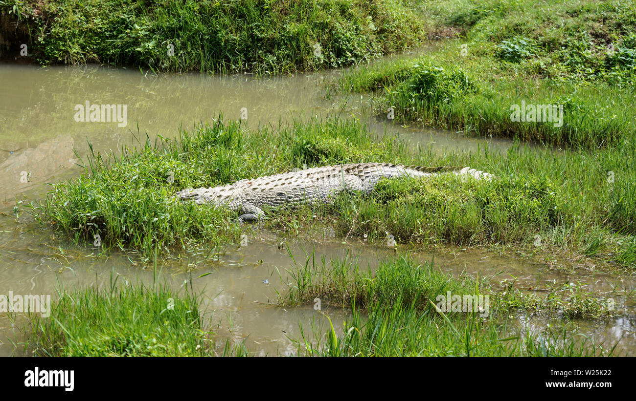 Sun shines on nile crocodile - Crocodylus niloticus - resting in low ...