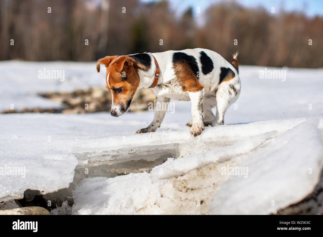 Small Jack Russell curious, exploring melting ice on thawing river in ...