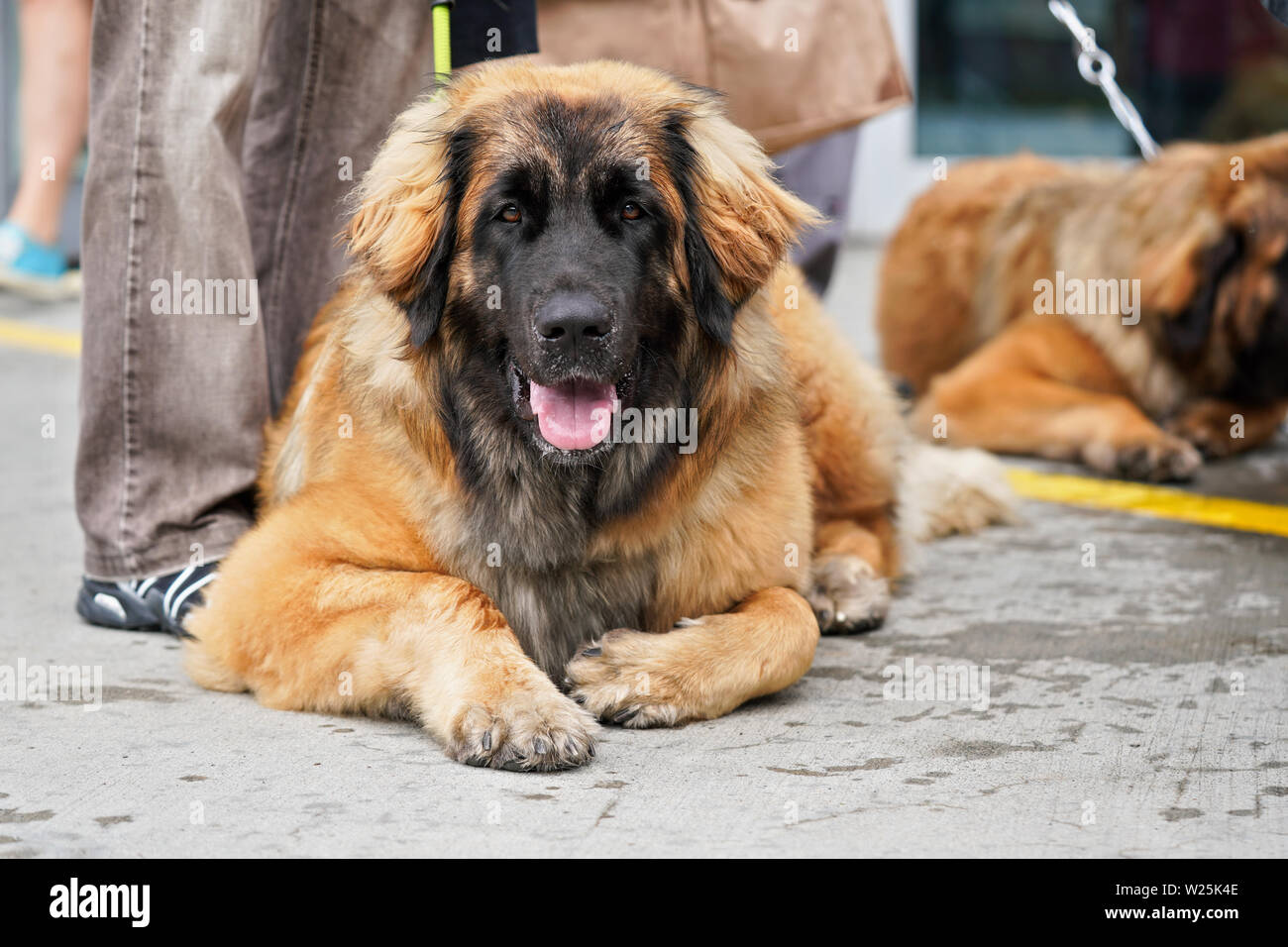 Leonberger - large brown and black dog laying on stone floor next to ...