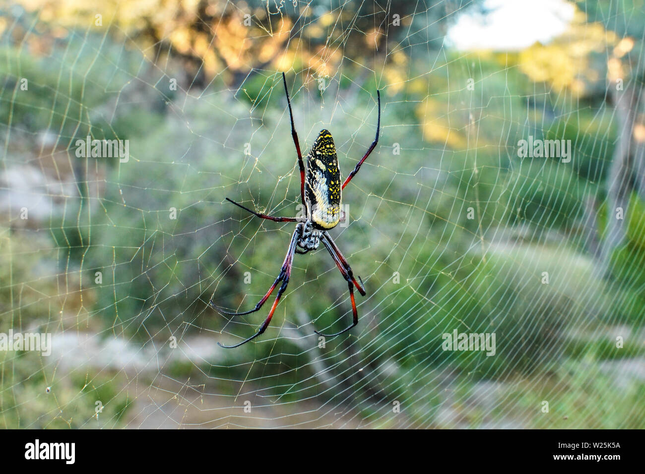 Red legged golden orb weaver spider female - Nephila inaurata ...