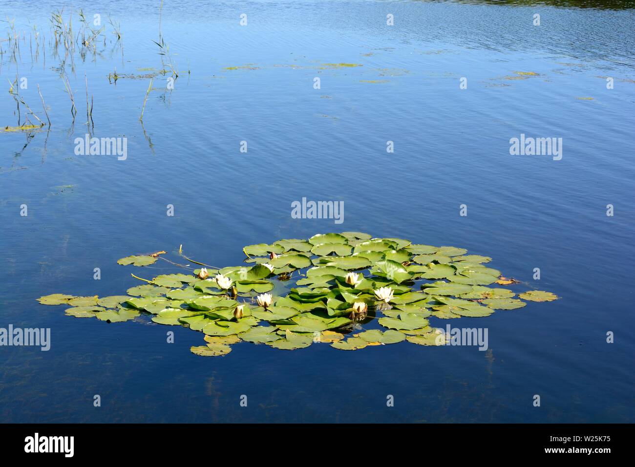 Lily pads pond flowers hi-res stock photography and images - Alamy