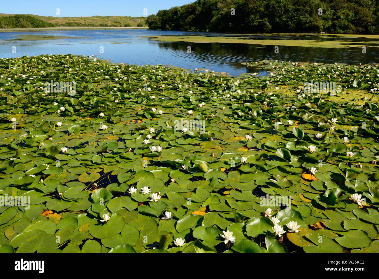 Bosherston Lily Ponds Bosherston Lakes flooded limestone valley ...