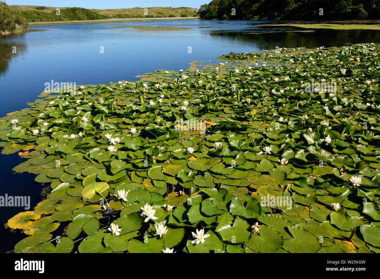 Bosherston Lily Ponds Bosherston Lakes flooded limestone valley ...
