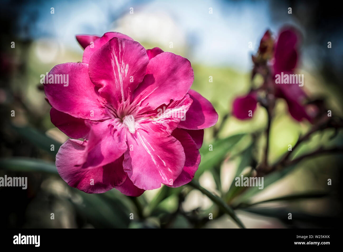 A close-up of a pink oleander flower Stock Photo - Alamy