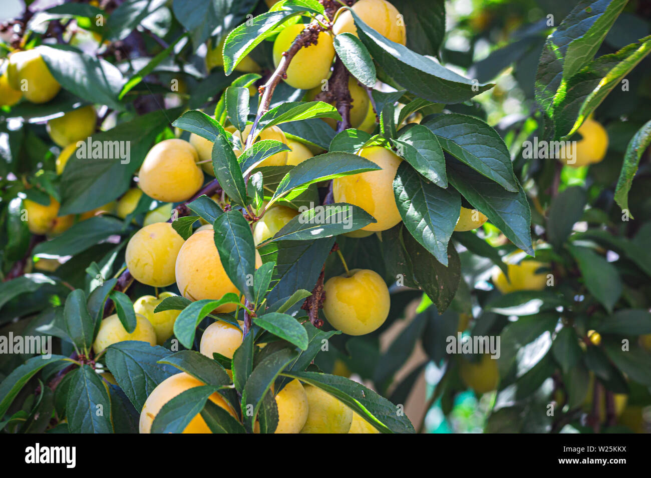 Yellow plums in a tree, healthy food, orchard Stock Photo - Alamy