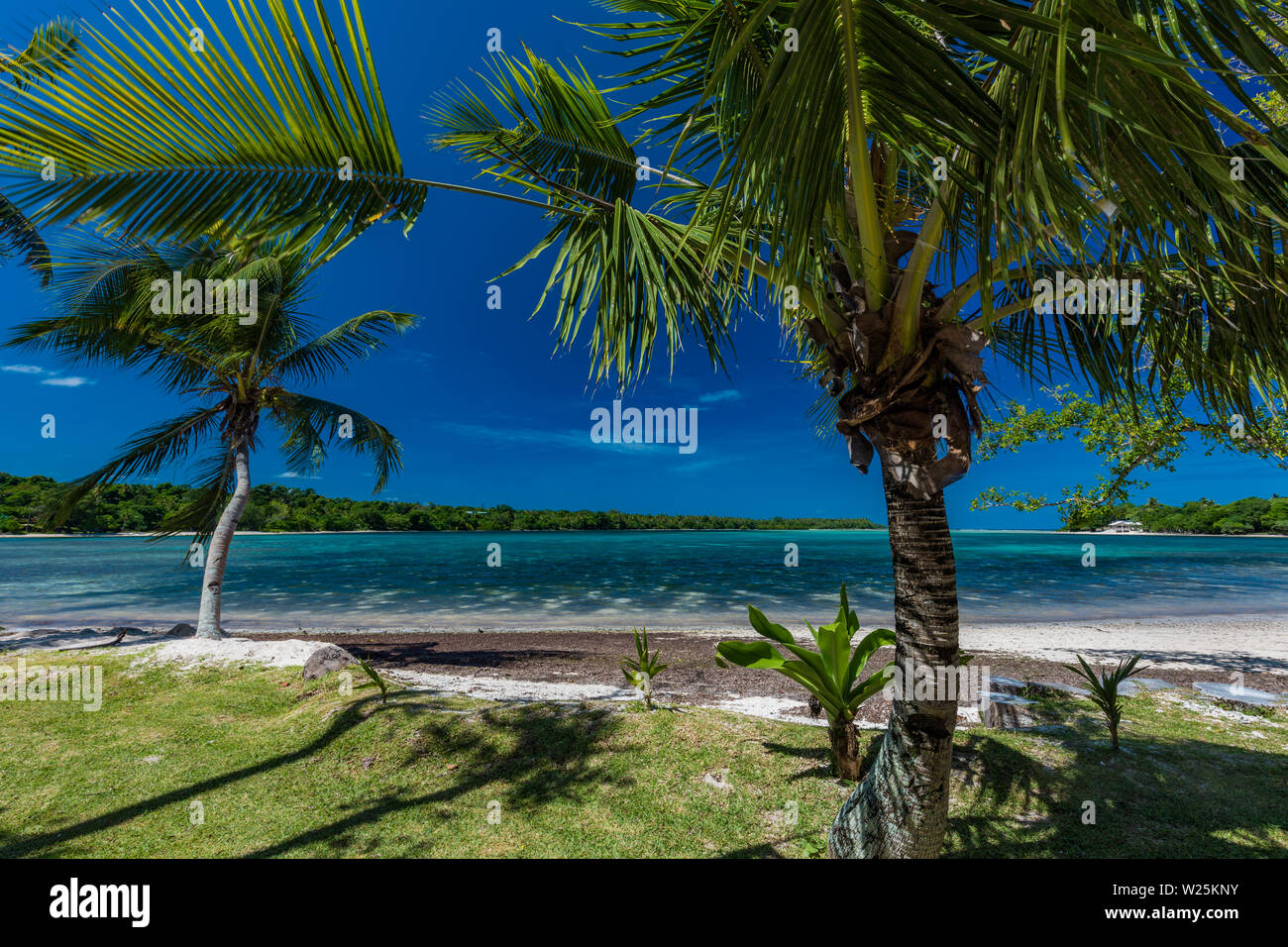 Vibrant Palm trees on a tropical beach, Vanuatu, Erakor Island, Efate ...
