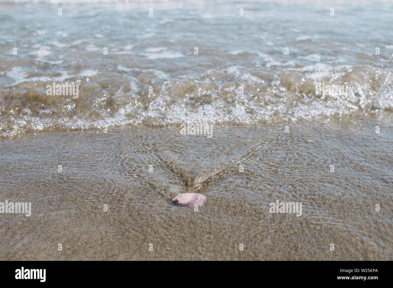 close up on shell on the beach Stock Photo - Alamy