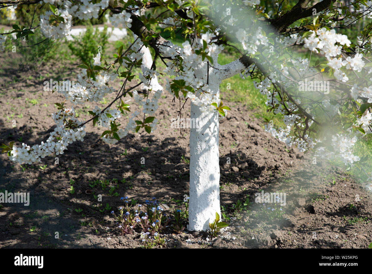 bleaching trees with lime Stock Photo - Alamy