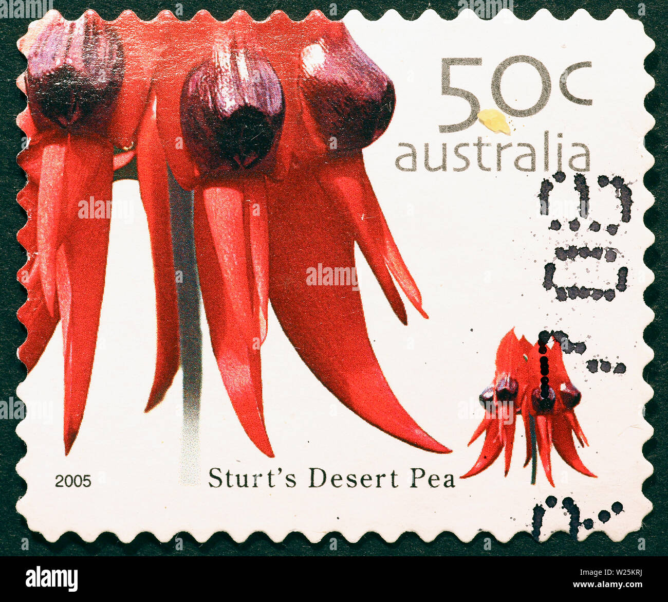 Australian desert flowers hi-res stock photography and images - Alamy