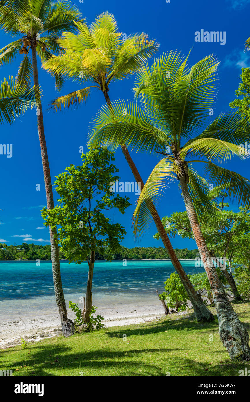 Vibrant Palm trees on a tropical beach, Vanuatu, Erakor Island, Efate ...