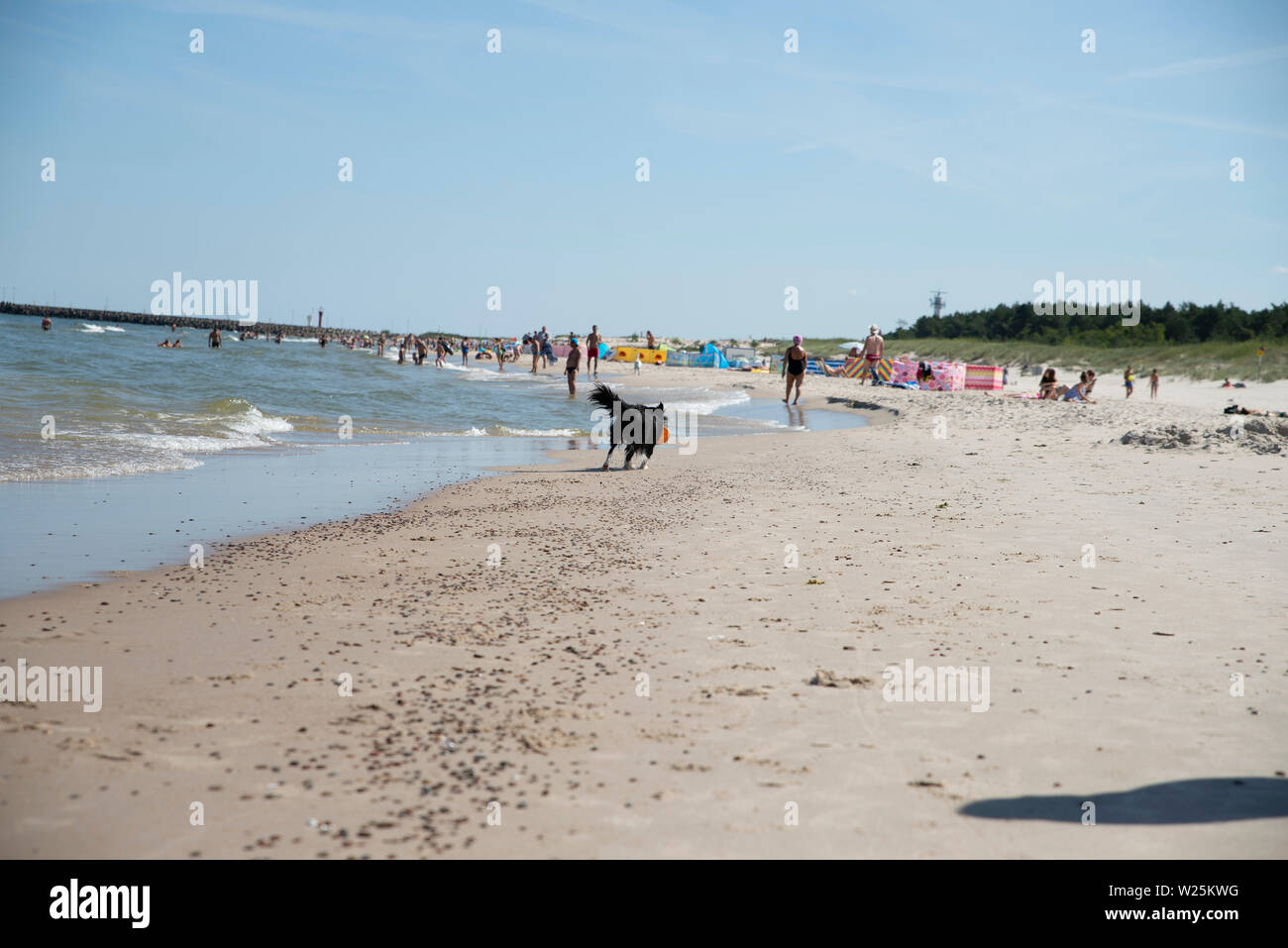 dog running retrieving a toy in the sea Stock Photo - Alamy